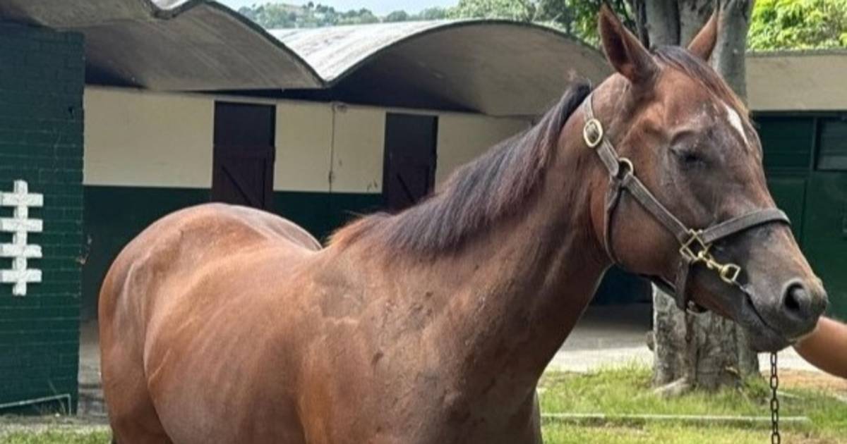 La millonaria genética del Santa Anita Derby hace su aparición en la ...