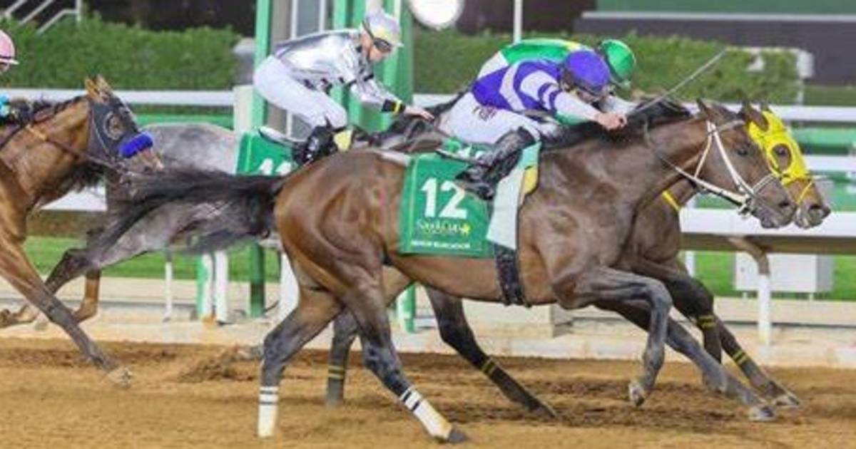 Conoce la apasionante historia oculta del gran caballo Señor Buscador