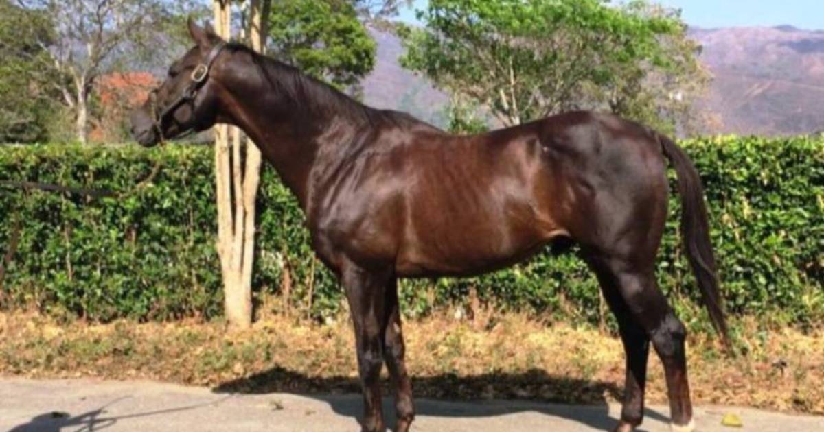 ¿Este caballo fue mejor que My Own Business?