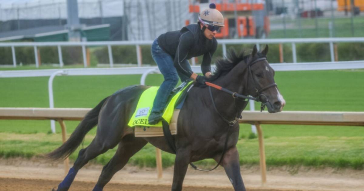 Kentucky Derby: Ocelli entra a competir identificado con un número que ...