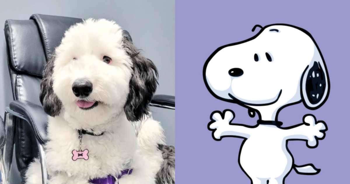 ¡Awww! Te derretirás de amor con Bayley, la doble de Snoopy