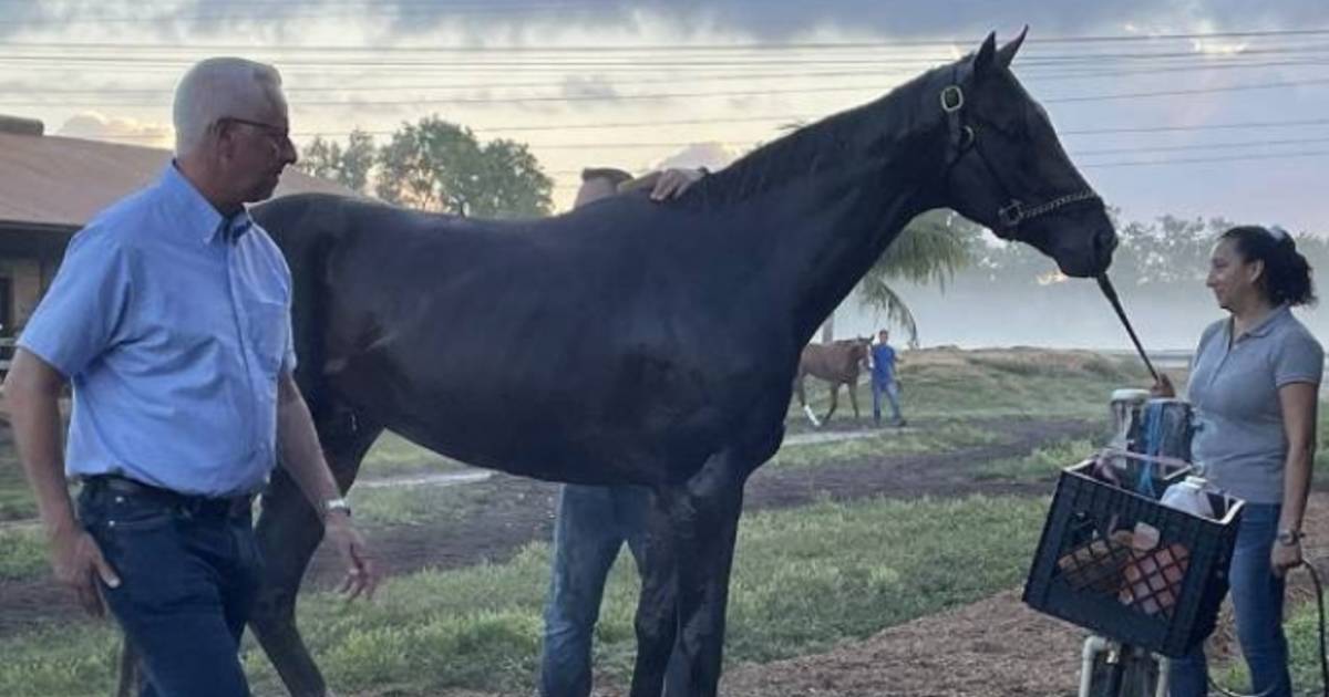 ¡Última hora! Todd Pletcher suspendido y Forte descalificado del ...