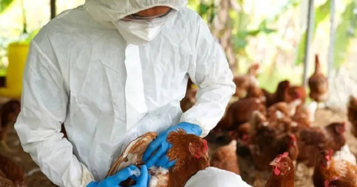 Gripe Aviar: Síntomas, Causas y Prevención