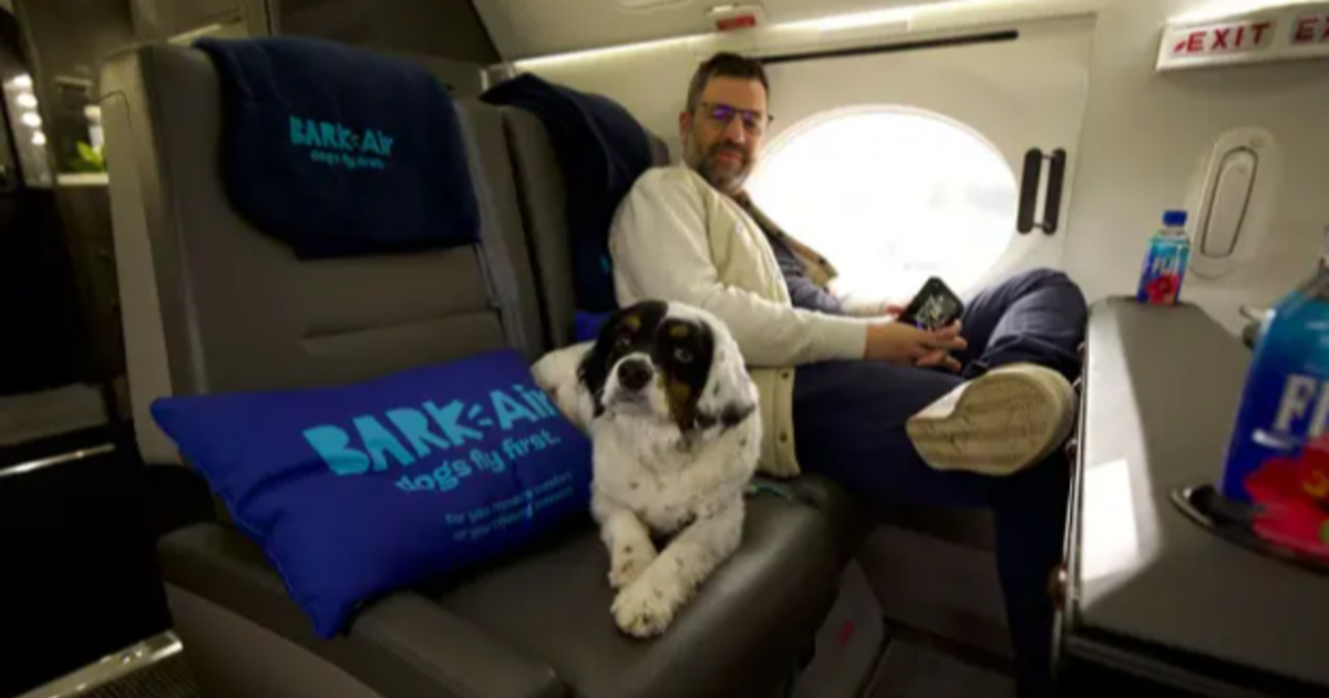 ¡A la vanguardia! Bark Air, la primera aerolínea de lujo para perros