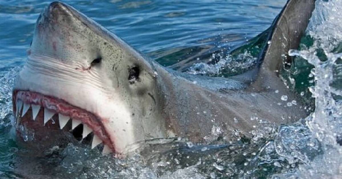 Actor de Piratas del Caribe y Los ángeles de Charlie muere por un ...