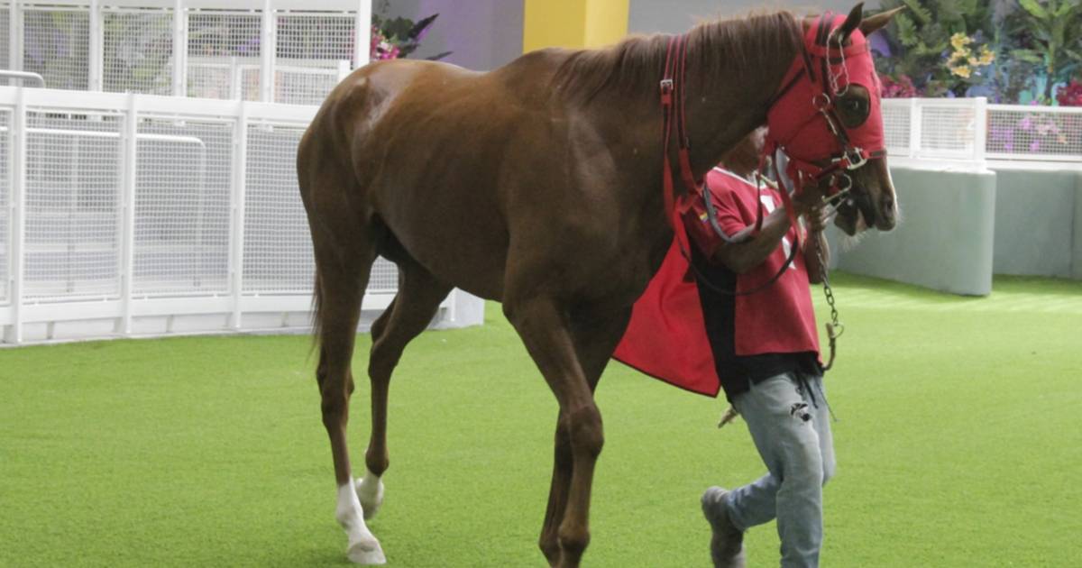 El linaje de Gun Runner llega a La Rinconada con un nuevo purasangre ...