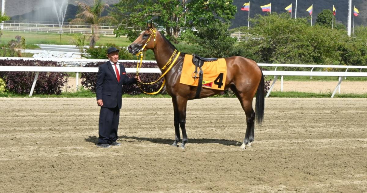 Nieta de Into Mischief es retirada del ciclo no válido en La Rinconada