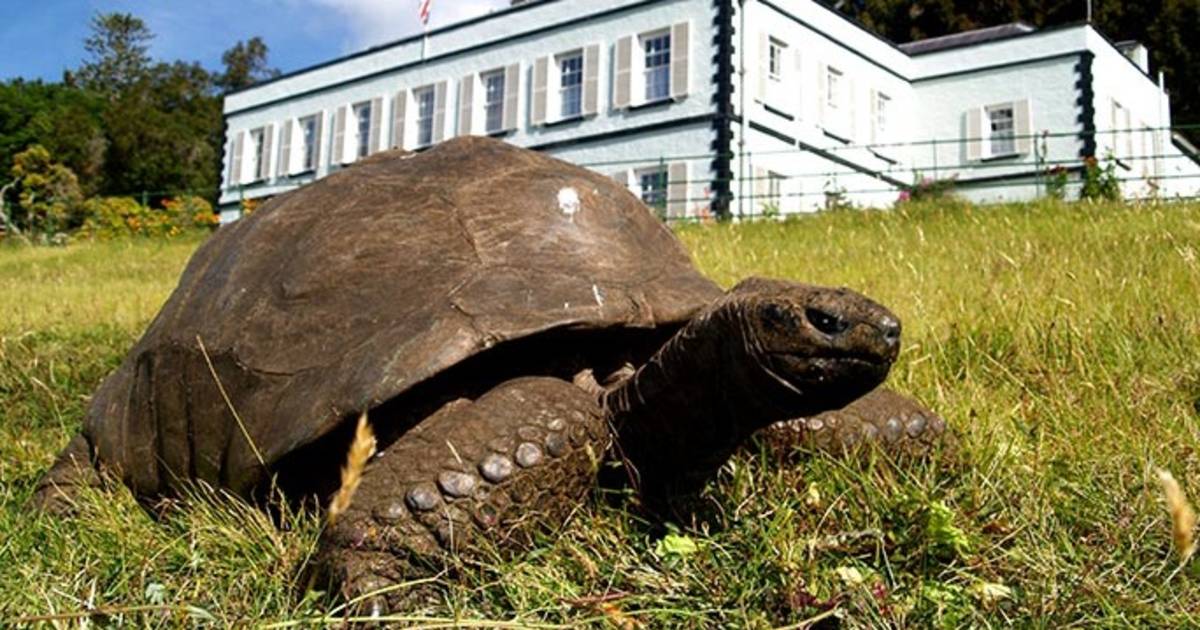 Más antigua que el Mundial: La tortuga Jonathan recibe este récord Guinness