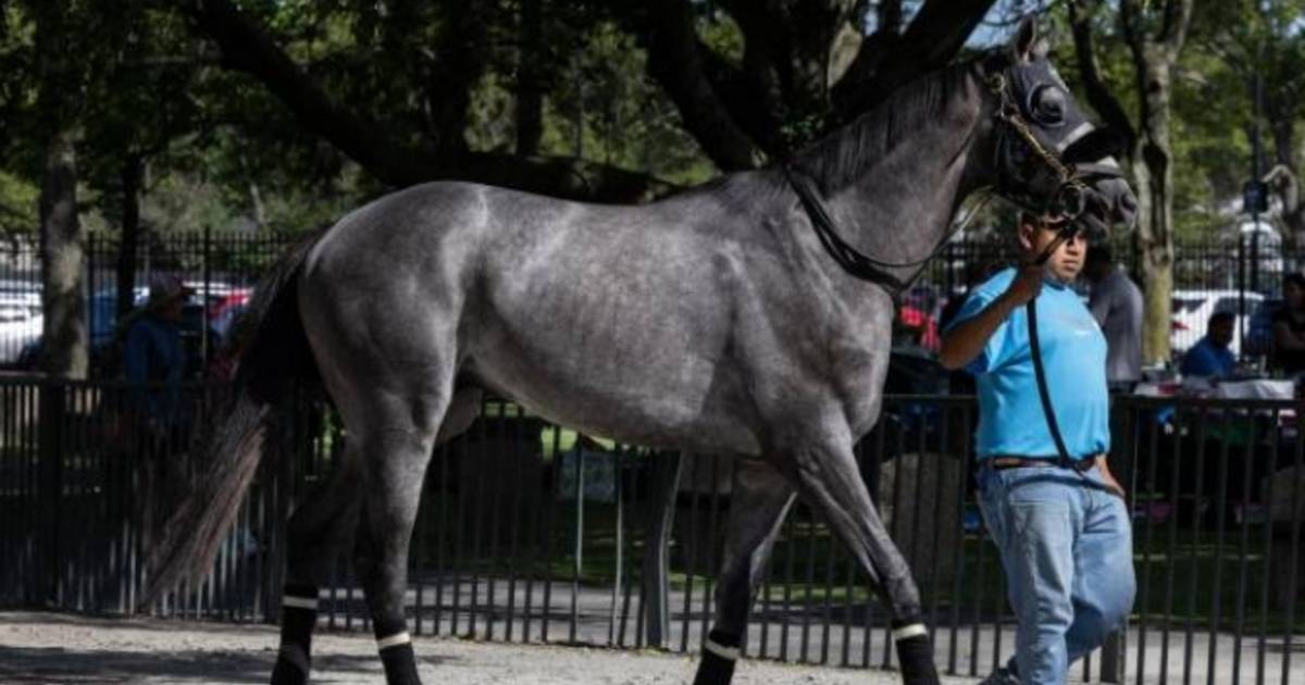 Conoce cuánto costó Arcangelo ganador del Belmont y Travers Stakes