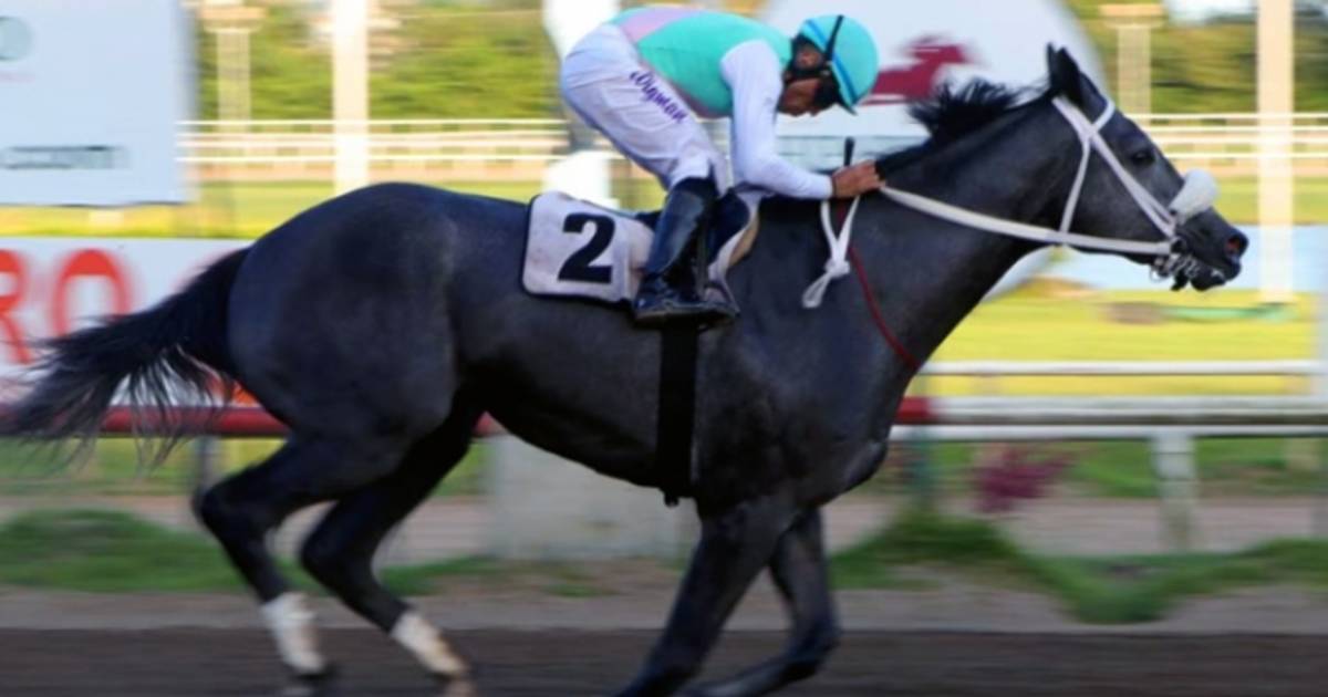 Este caballo ganó la carrera más importante de Panamá y lo entrena un ...