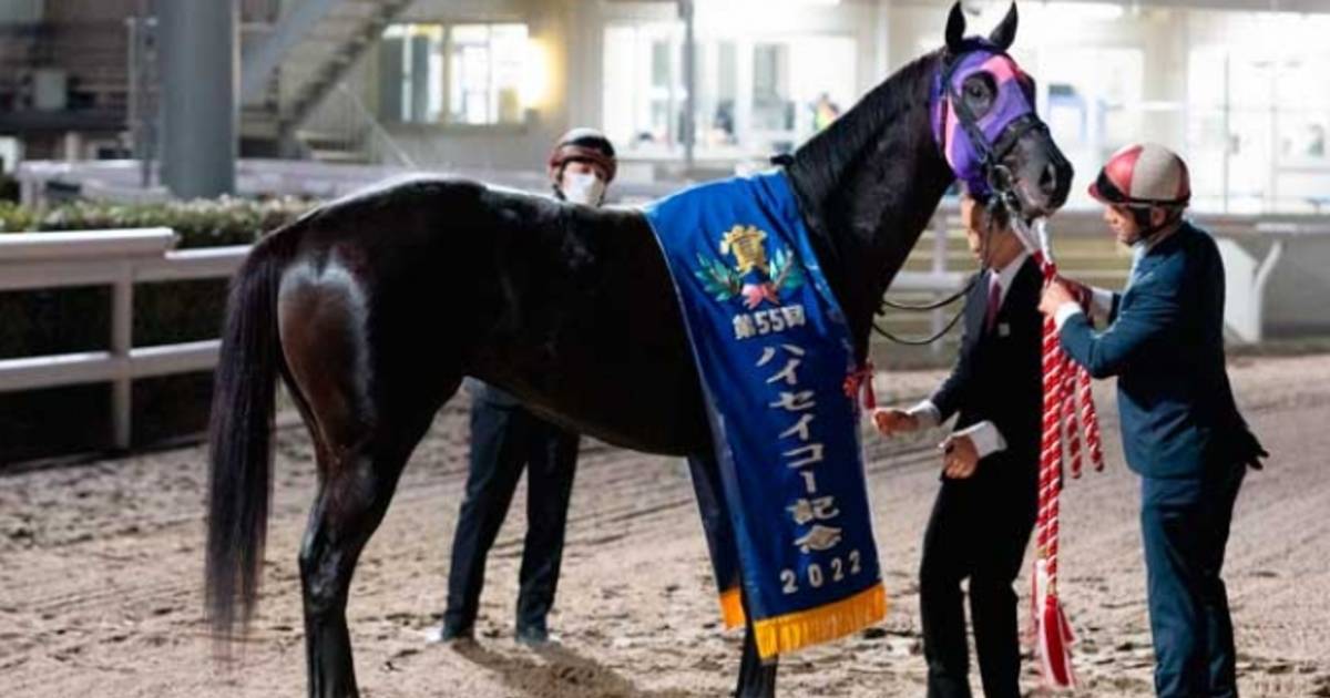 Esta será la próxima carrera del caballo japonés Mandarin Hero