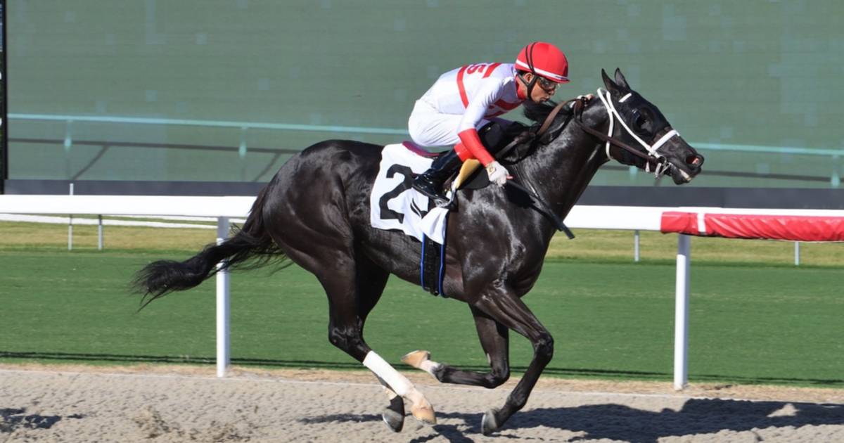 Yolber Torres se encamina a ser el mejor jockey aprendiz del Royal Palm ...