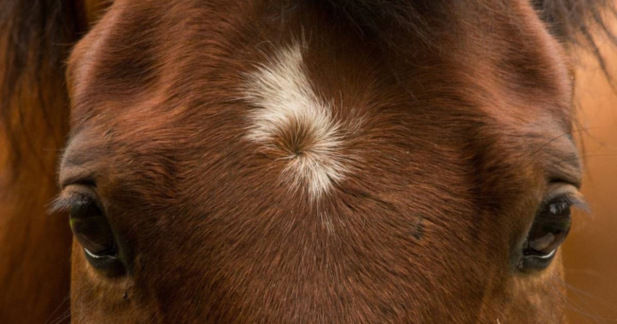 Fallece el caballo más viejo del mundo y dueño del Récord Guinness