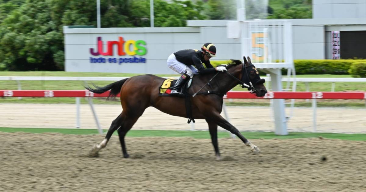 ¡Duelo de Potras! La importada Fleet Street Reta a cuatro rivales en el ...