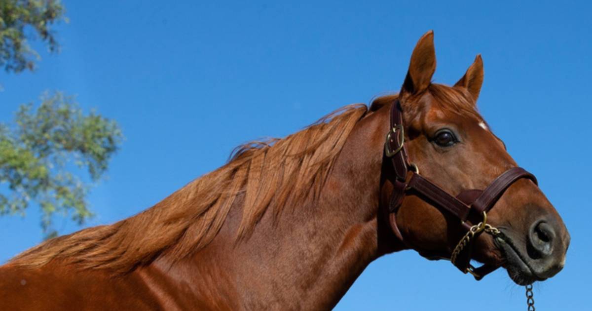 Gun Runner vendió 10 yearlings por $1 millón o más en dos días