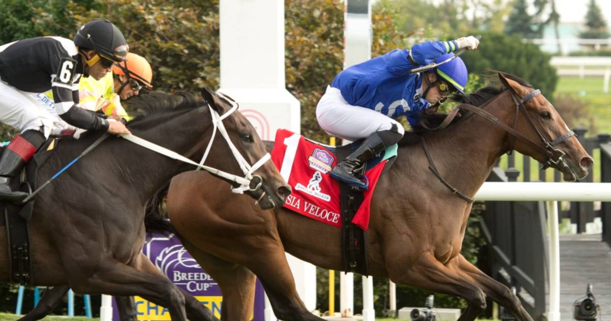 Corsia Veloce mantuvo su invicto y se gana un puesto en la Breeders ...