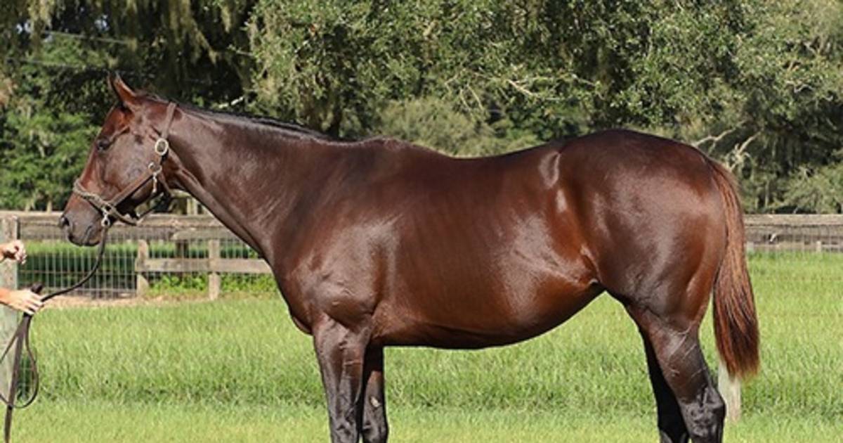 Yegua preñada fue la más valiosa en la subasta de Fasig-Tipton de octubre