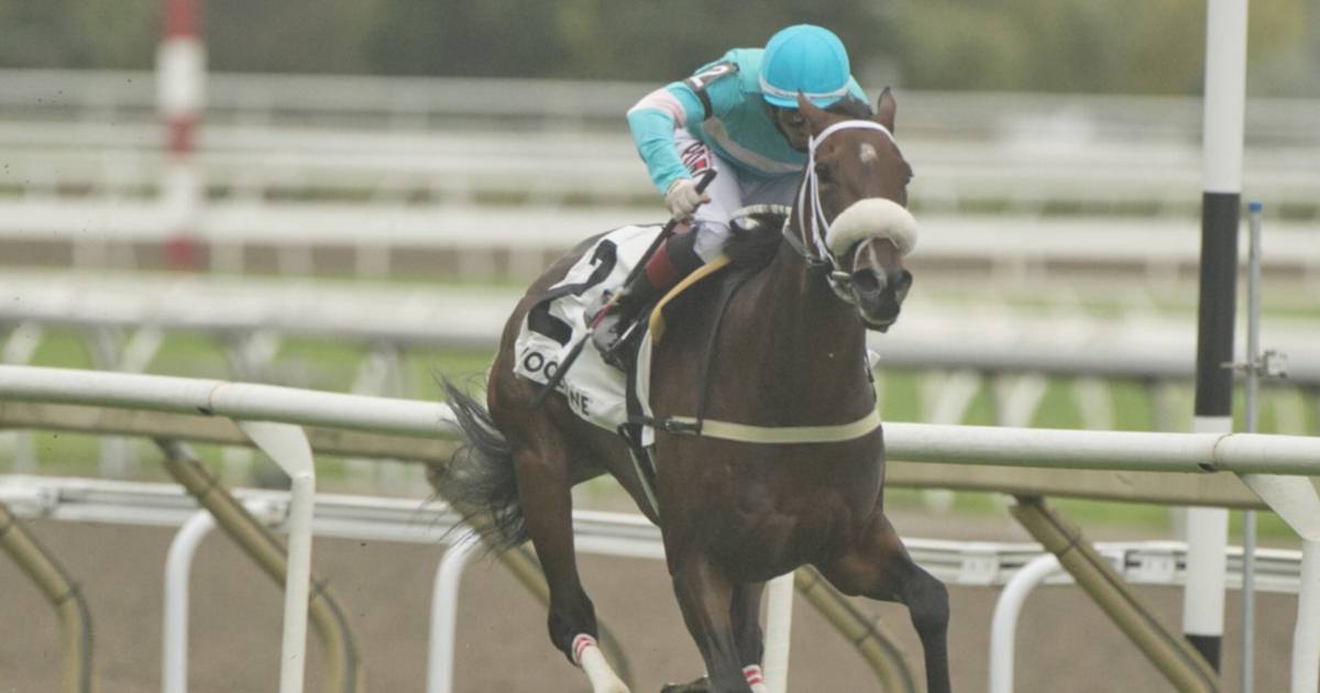 Retiro y Legado: Moira, Campeona Canadiense en la Cría