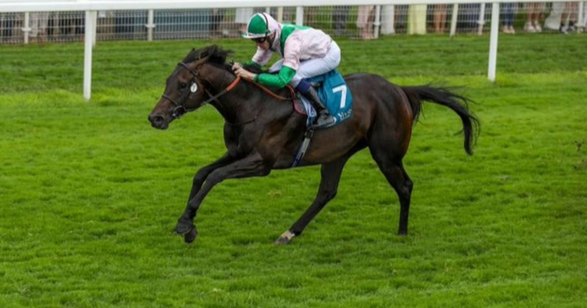 Ejemplar británico sorprende al caballo más rápido del mundo en la ...