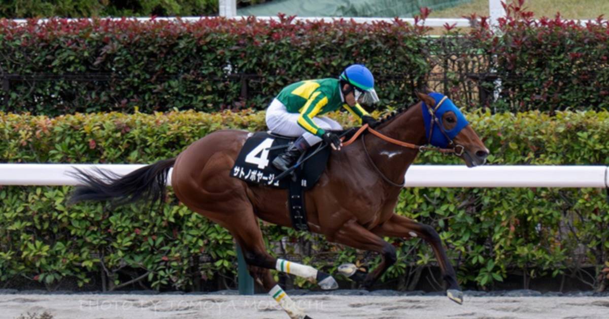Cattleya Stakes conquistado: El japonés Santono Voyage se apodera de 10 ...
