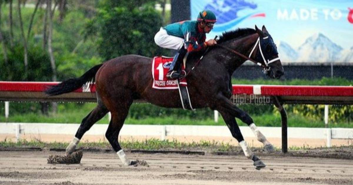 Este importado ganador clásico en Puerto Rico es envíado a la cría