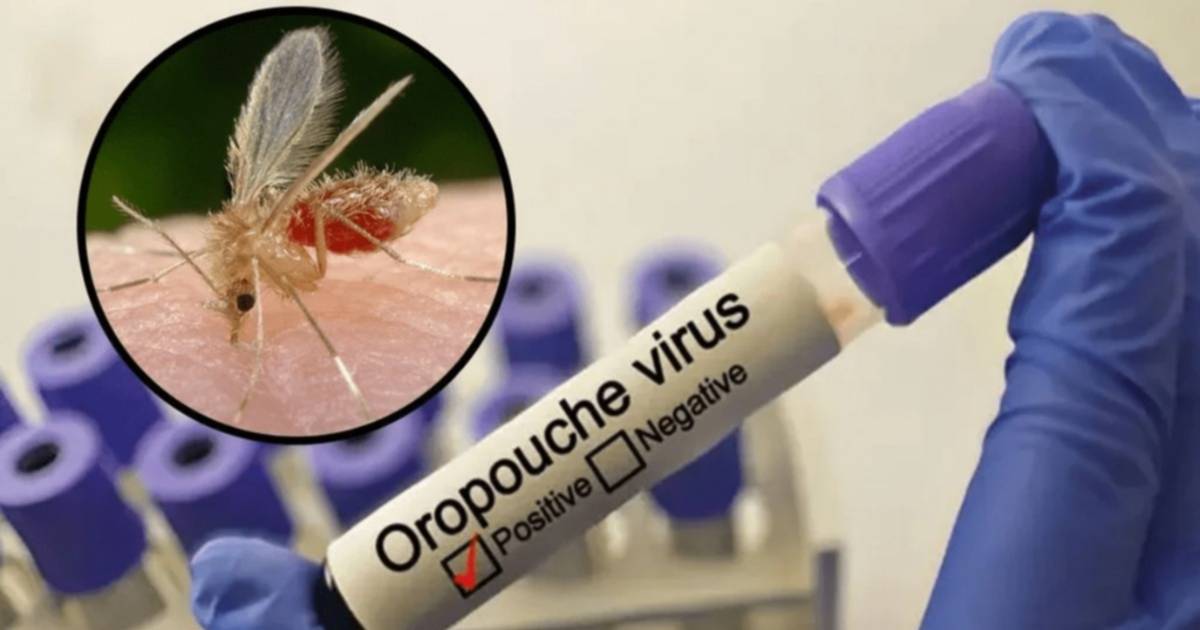 OMS levanta alerta de riesgo en países de América por el brote de Oropouche