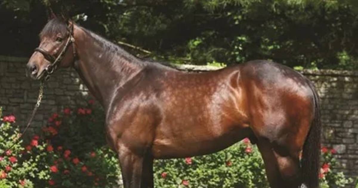 Uncle Mo campeón semental fue sacrificado a los 16 años